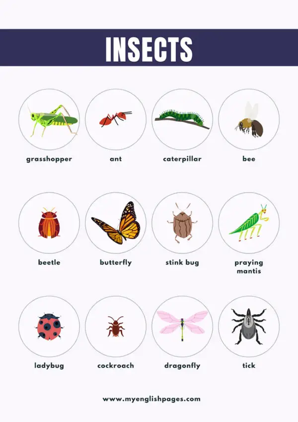Insect And Bug Vocabulary: Exploring English Terms Of Insects
