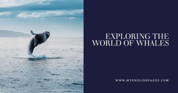 Exploring The World Of Whales (Reading Comprehension)