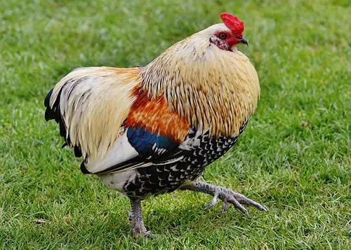 Animal Vocabulary: Illustrated List Of Related Terms